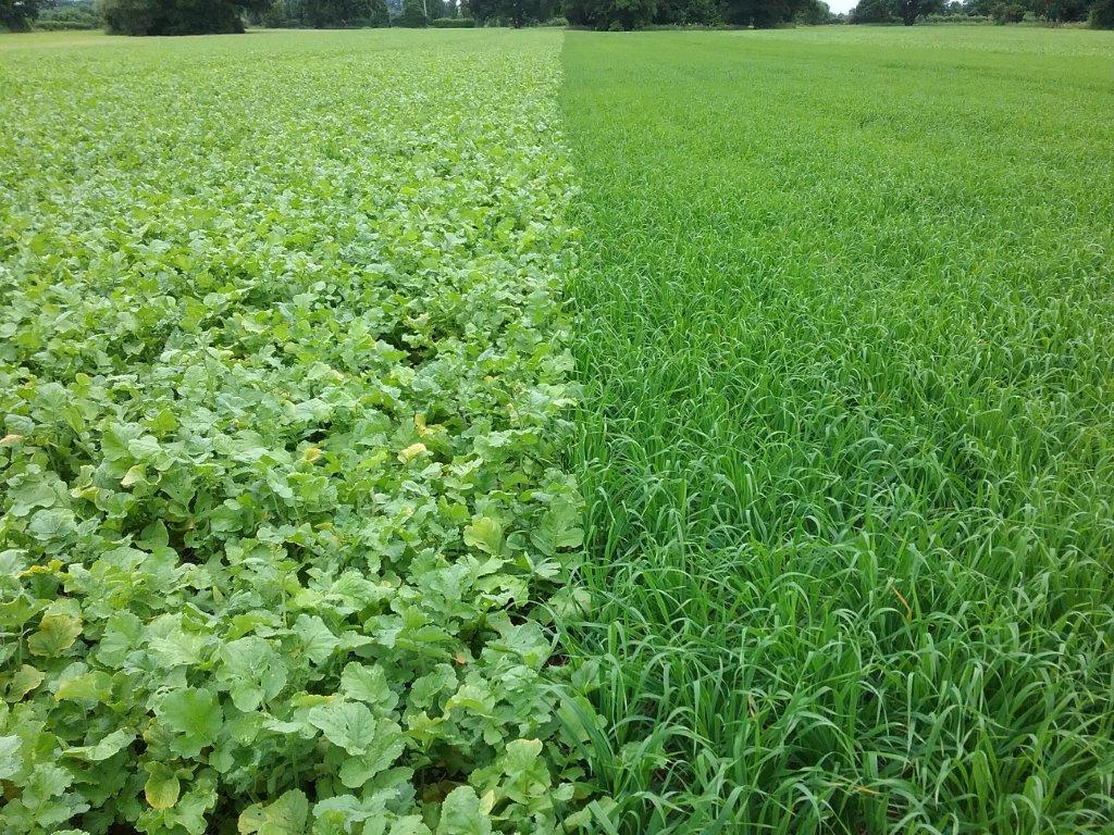 Cover Crops